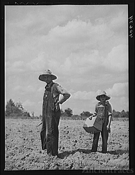 Mr. Rigsbee and his son in tobacco field. In the box are...