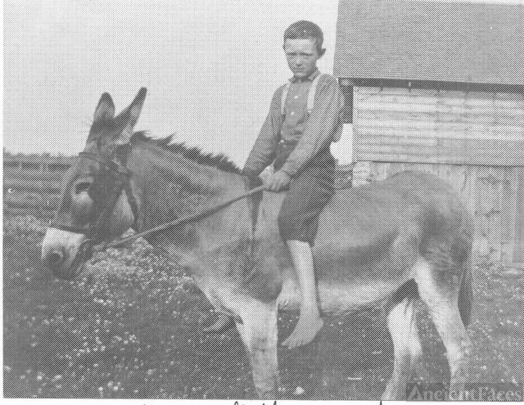 Boy on mule