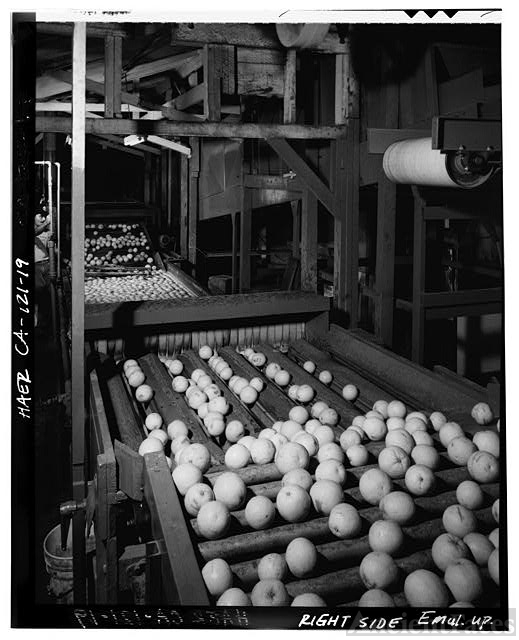 19. INTERIOR VIEW OF SORTING LINE WITH WASH BASIN IN REAR...