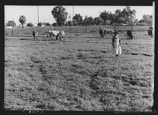 This farm of twelve acres operated as a prune ranch. Was...