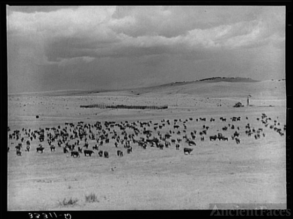 Cattle roundup with corral on ranch near Marfa, Texas