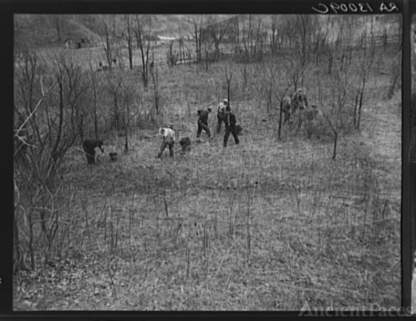Reforestation work. Ross-Hocking land project, Ohio