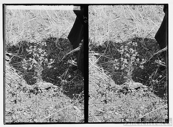 Wild flowers of Palestine. Wild rue (Haplophyllum...