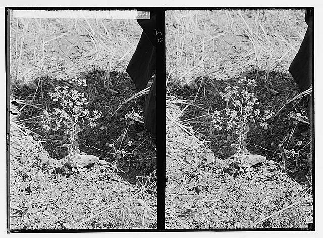 Wild flowers of Palestine. Wild rue (Haplophyllum...