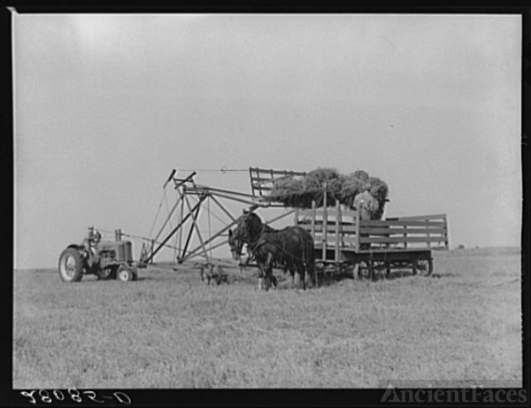 Operating a jayhawk hayloader. Kimberley farm, Jasper...