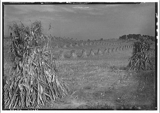 Farming scenes. Corn stacks in field I