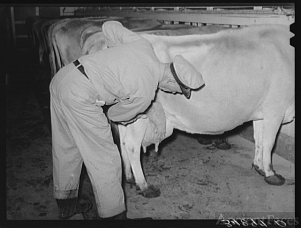 Washing udder of cow before milking at large dairy. Tom...