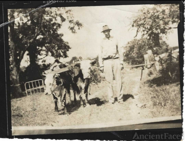 Tom Sago on the farm with 2 yoked cattle