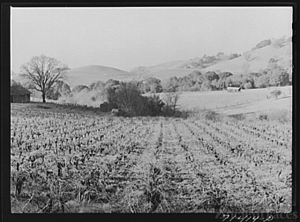 Sonoma County, California. Unpruned grape vines. Vines...