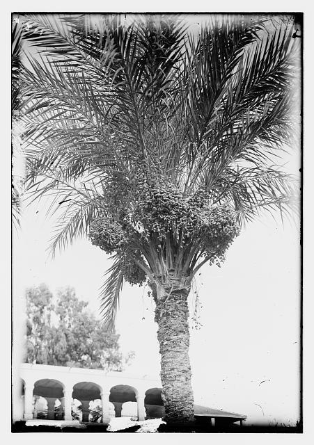 [Trees and shrubs. Date palm, showing dates]