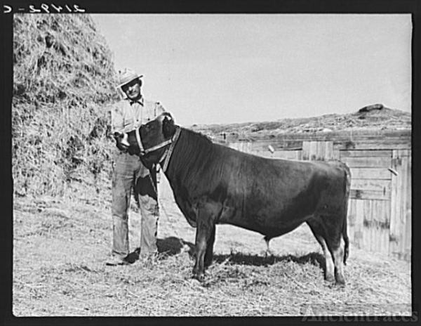 Mr. Botner with bull which he owns co-operatively with a...