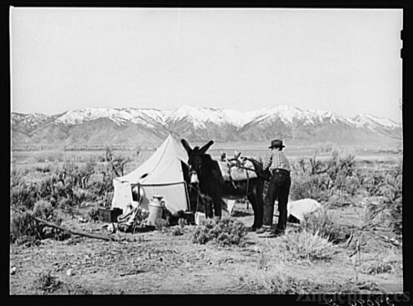 Sheepherder packing burro at camp. Dangberg Ranch,...