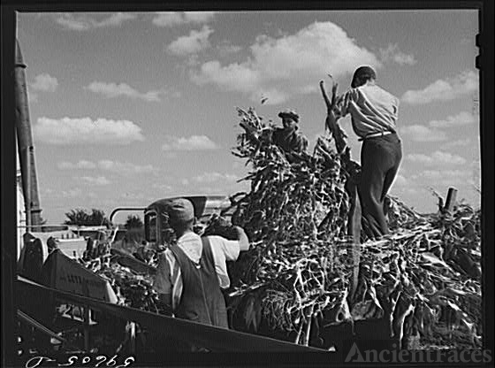 Members of the co-op filling a member's silo with corn....