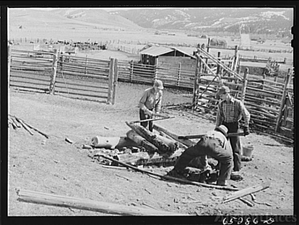 Bitterroot Valley, Montana. Building the branding fire