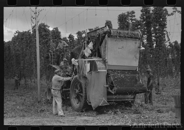 Portable-type mechanical hop picker. Yakima Chief Hop...