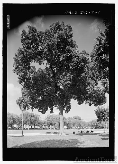 Elevation looking northeast - National Mall Jefferson Elm...