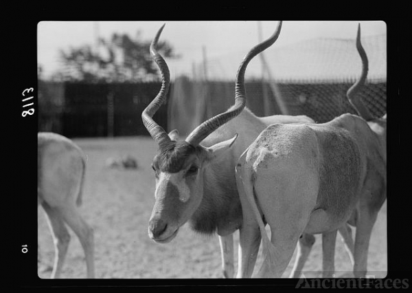 Sudan. Khartoum. Khartoum Zoo. A species of Antelope...