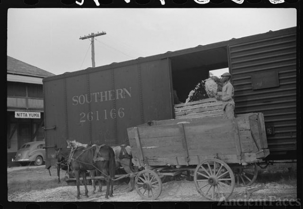 Emptying cotton seed from wagon to freight that will take...