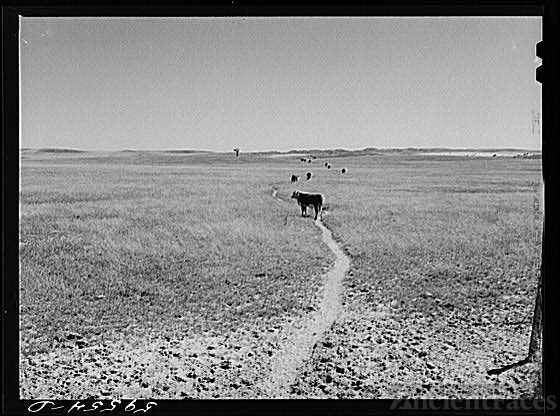 Cattle path across grazing land to water hole by...
