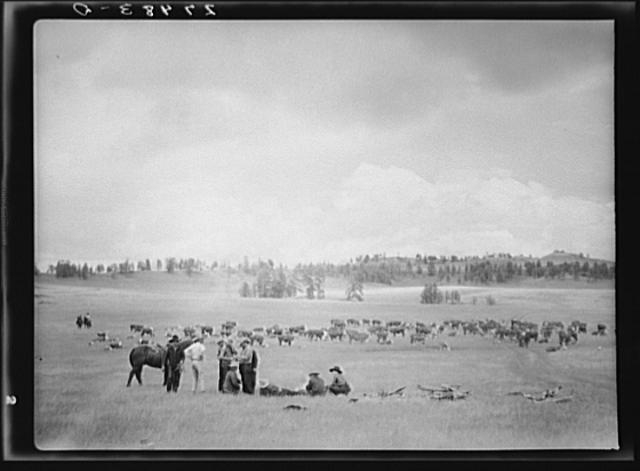 Roundup. Three Circle ranch. Custer Forest, Montana