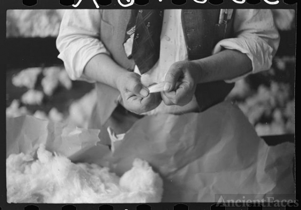 Sampling cotton in classing room of cotton factor's...