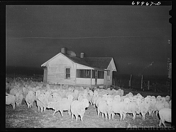 Garfield County, Montana. Sheep ranch