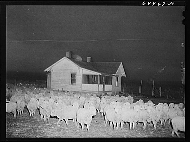 Garfield County, Montana. Sheep ranch