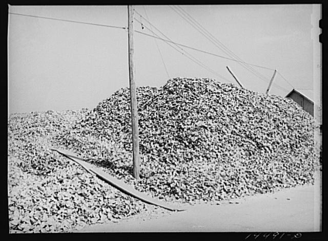 Shuck pile. Rock Point, Maryland. These shells are...