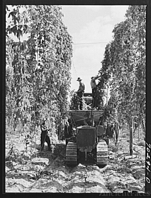 Portable-type mechanical hop picker in the field. Yakima...