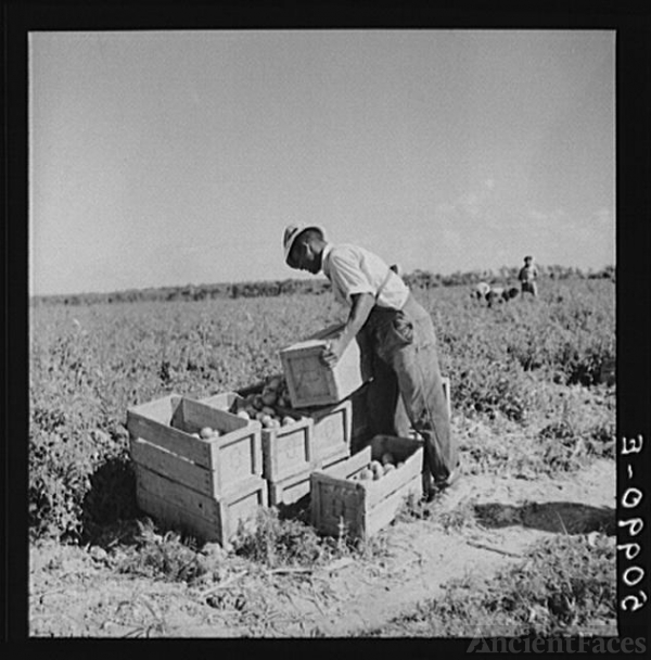 Dumping newly-picked crates of tomatoes to be hauled away...