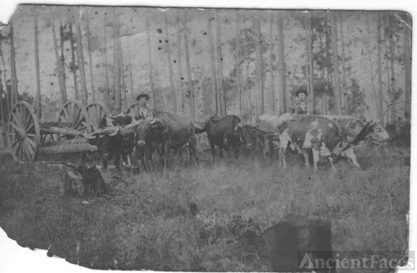 Logging with oxen