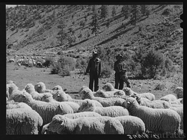 Rancher and sheep herder with their sheep. Catron County,...