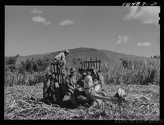 Rio Piedras (vicinity), Puerto Rico. Sugar cane workers...