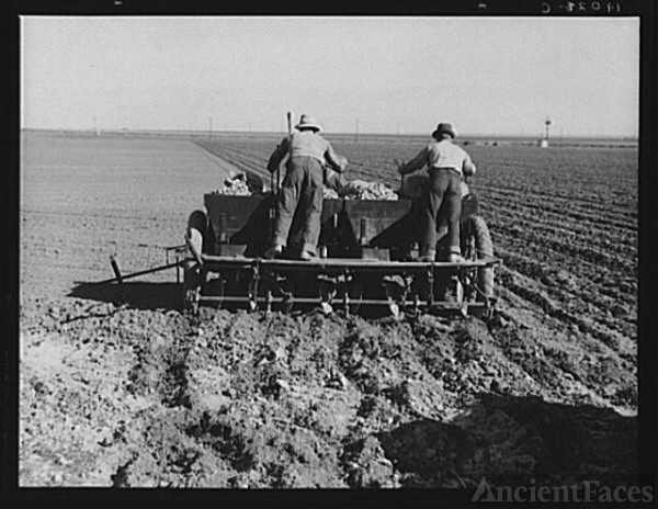 Large-scale, mechanized farming. The potato planter...