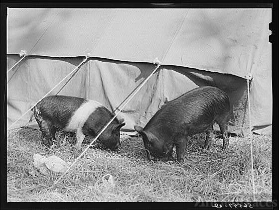 Pigs rooting around construction workers' tent while men...