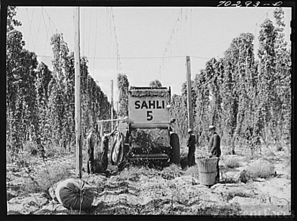 Portable-type mechanical hop picker in the field. Yakima...