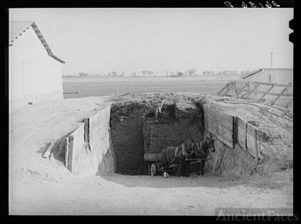 Loading silage into wagon from trench silo. Arizona...