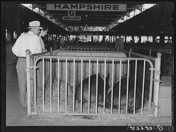 Prizewinning hogs at Iowa State Fair, Des Moines, Iowa