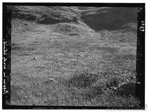 Poppy field in Trans-Jordan, Wady Shaib, near Amman,...