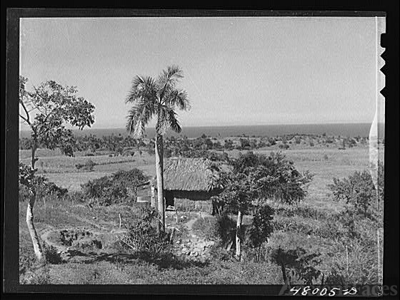 Arecibo, Puerto Rico (vicinity). Thatched roof farm...