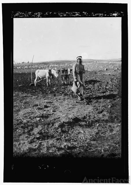 Agriculture, etc. Sowing a field near Rama showing a cow...
