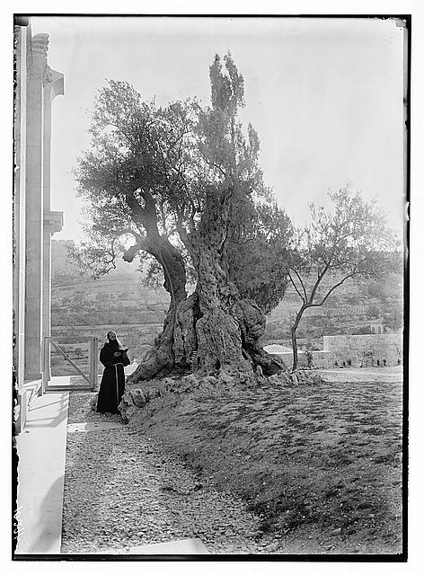 Franciscan father praying under "Tree of Agony"